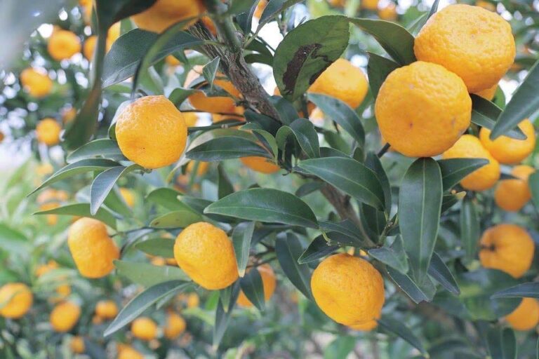 The Tale of Japan's Tachibana - Lexicon of Food™